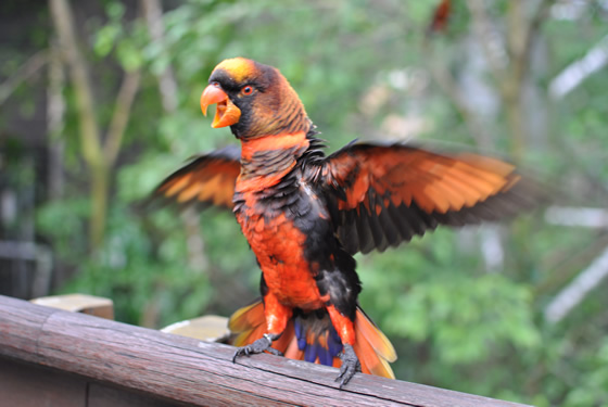 Dusky Lory | The Life of Animals