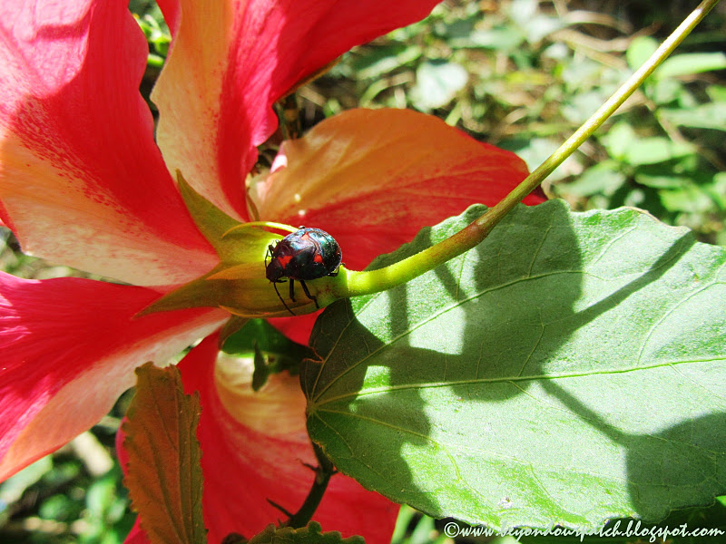 Hibiscus Harlequin Beetle - Caloundra - September 2011