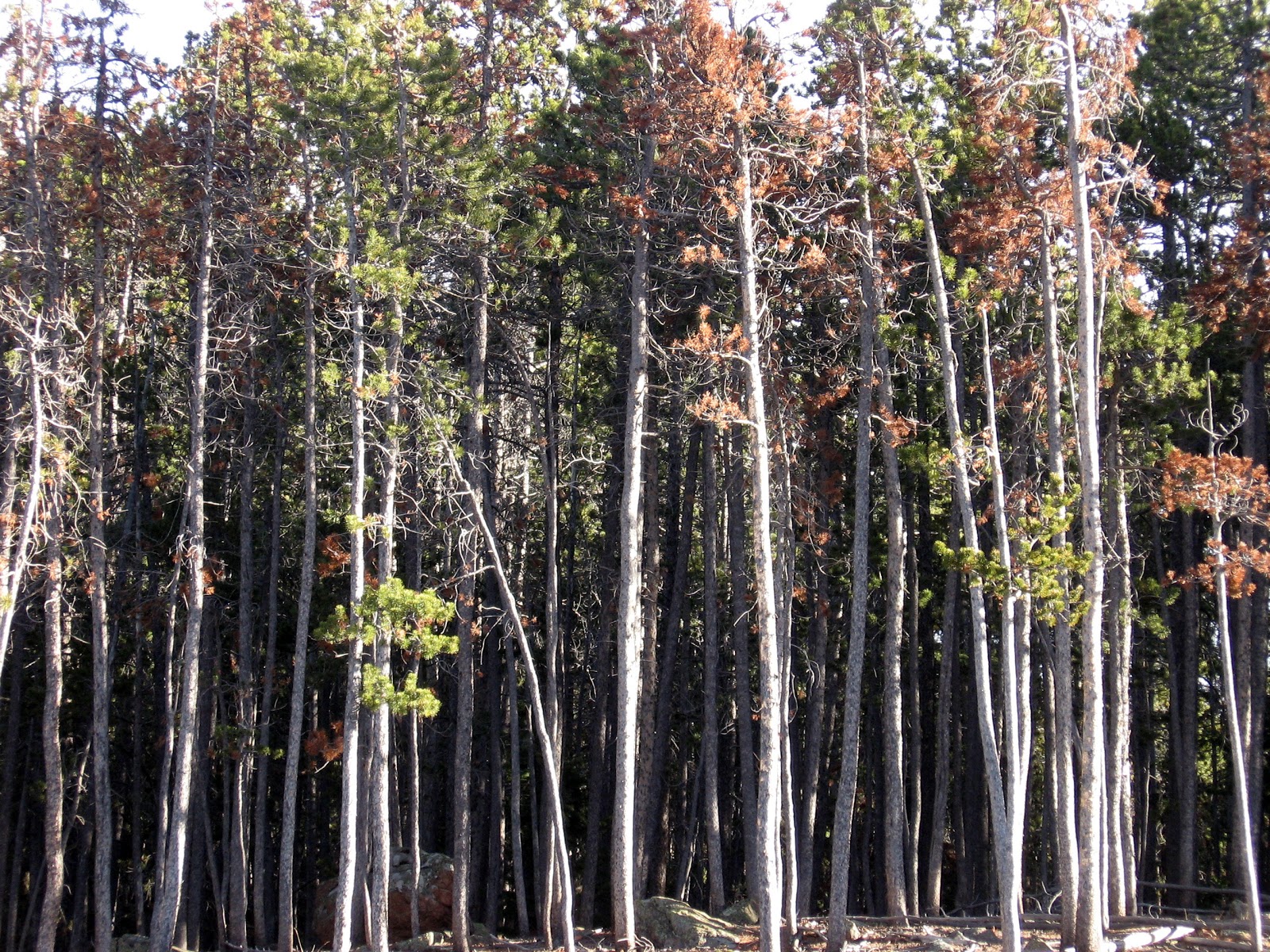Rocky Mountain Bushcraft: Rocky Mountain Tree Identification: Lodgepole ...