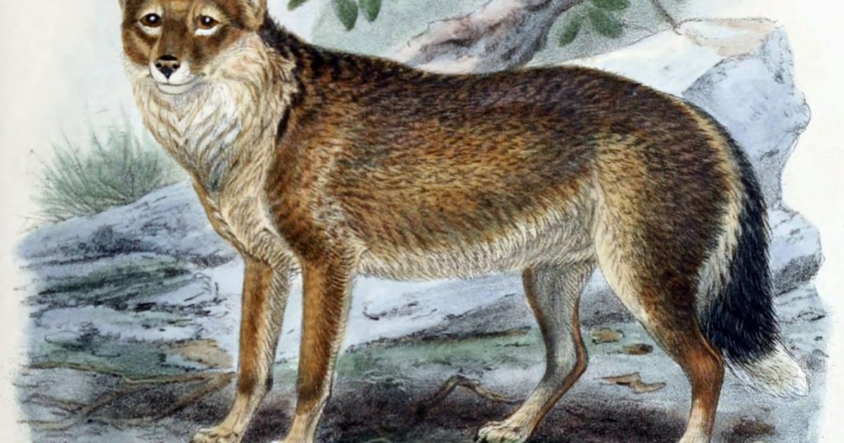 Abe's Animals: Falkland islands wolf