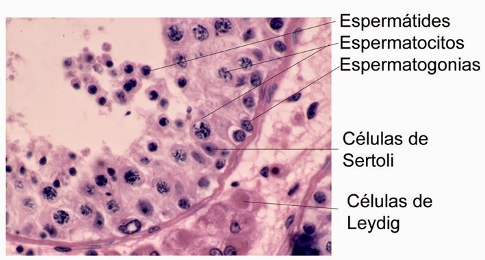 ORGANULOS : CÉLULAS
