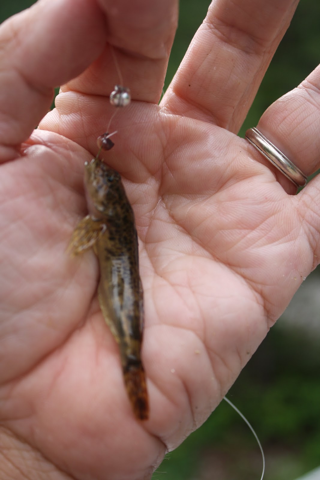 Catch-M-All: We got slimy with a little help from our friends... Slimy ...