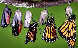 METAMORFOSIS: VIDA DE LA MARIPOSA