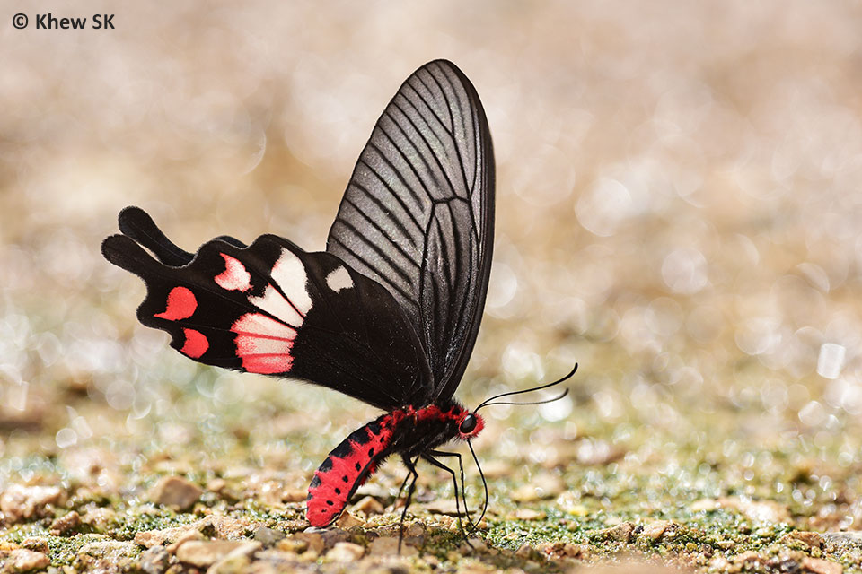 Butterflies of Singapore: Butterfly Photography 101 - Part 7