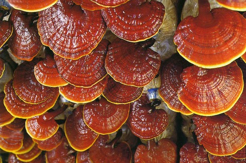 Productos naturales DXN: Fases o etapas del Ganoderma
