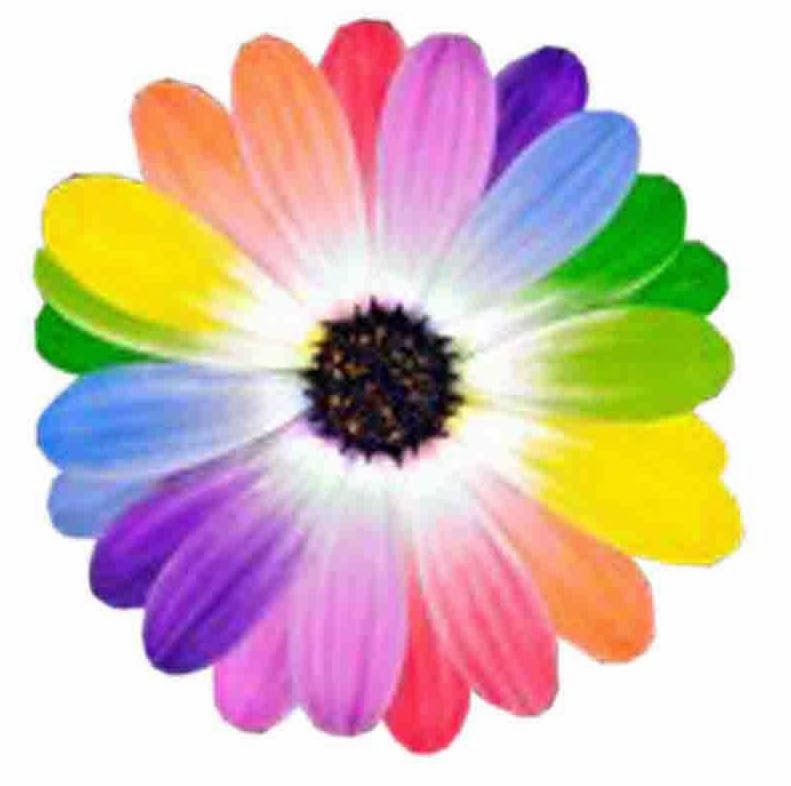 Naylamp Abracitos: Cuento: La Flor Multicolor