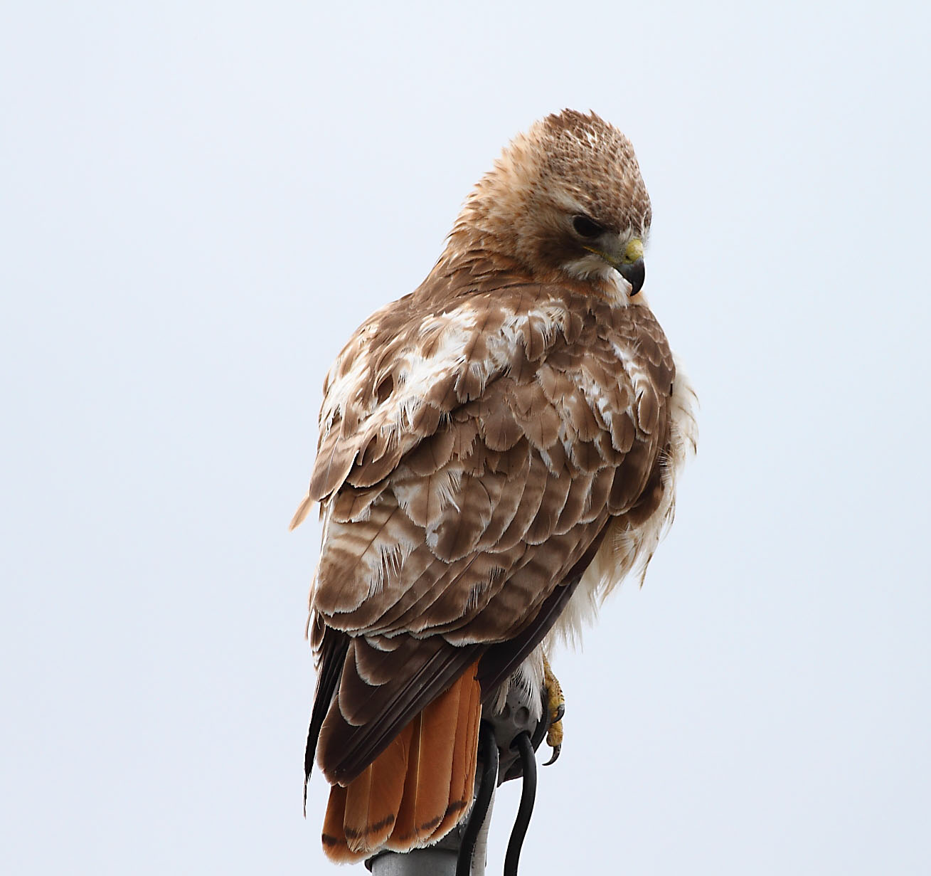 Red-Tailed Hawks of Wexford: Beautiful Red-Tailed Hawks Born May 2, 2011