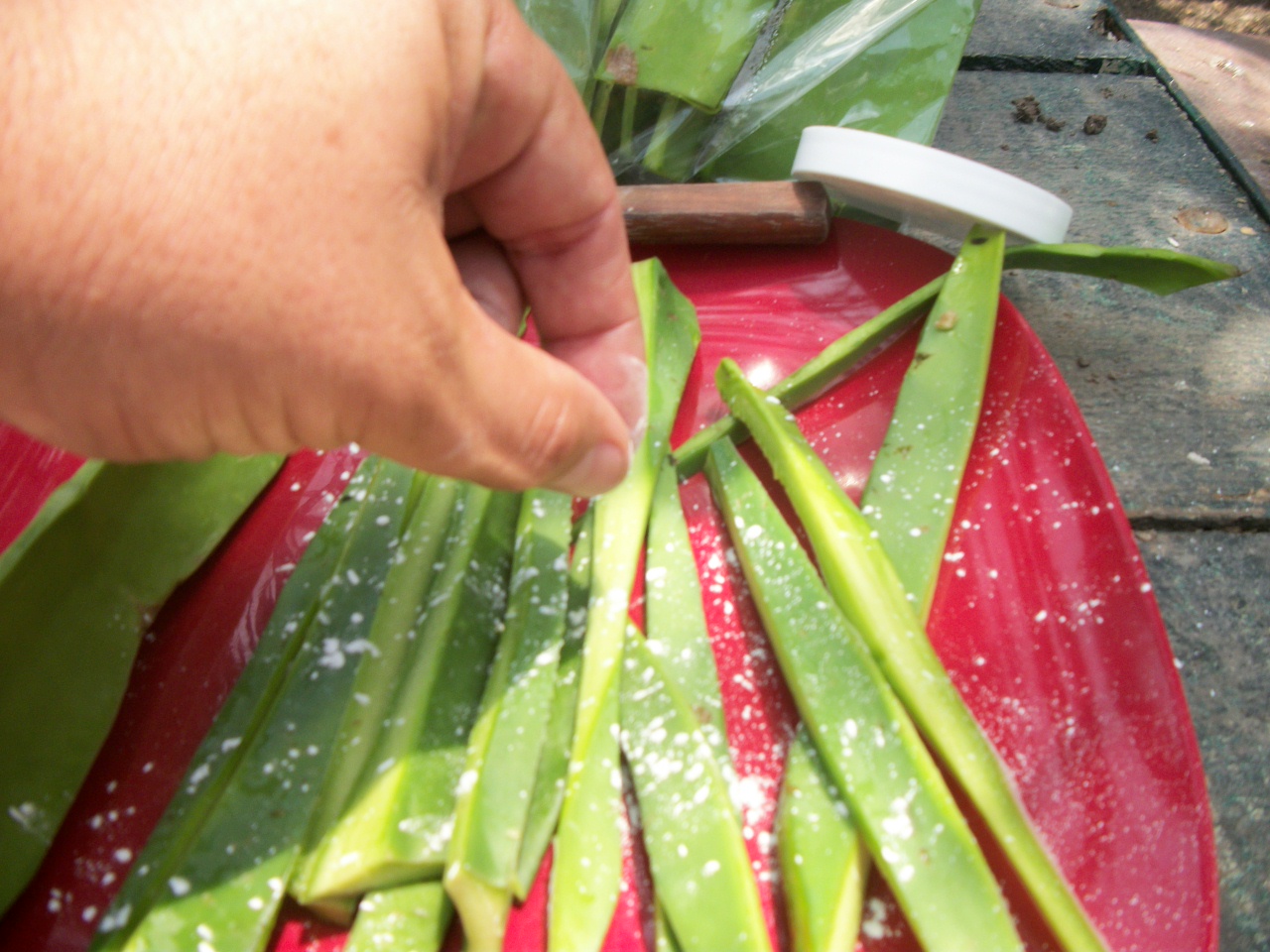 CRIADOR DE LA TORTUGA DE TIERRA,GOPEHRUS BERLANDIERI: COMIENDO JACUBES
