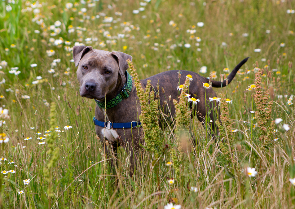 Shelter Dogs of Portland: "HAZEL" fabulous grey brindle Pitbull
