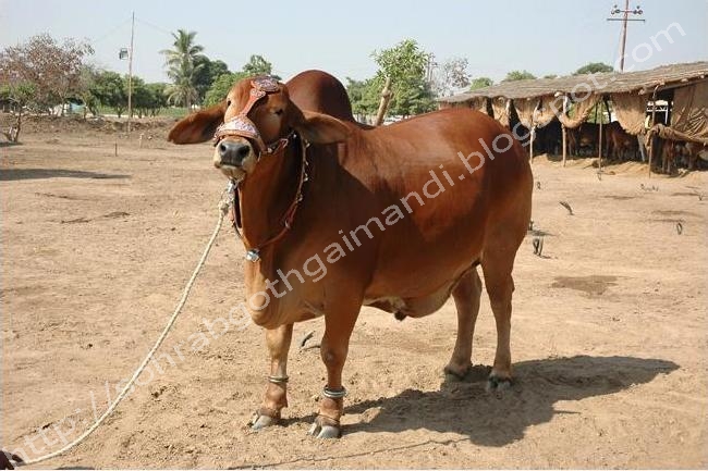 Sohrab Goth Gai Mandi Photos Gallery: Shah Cattle Farm 2007