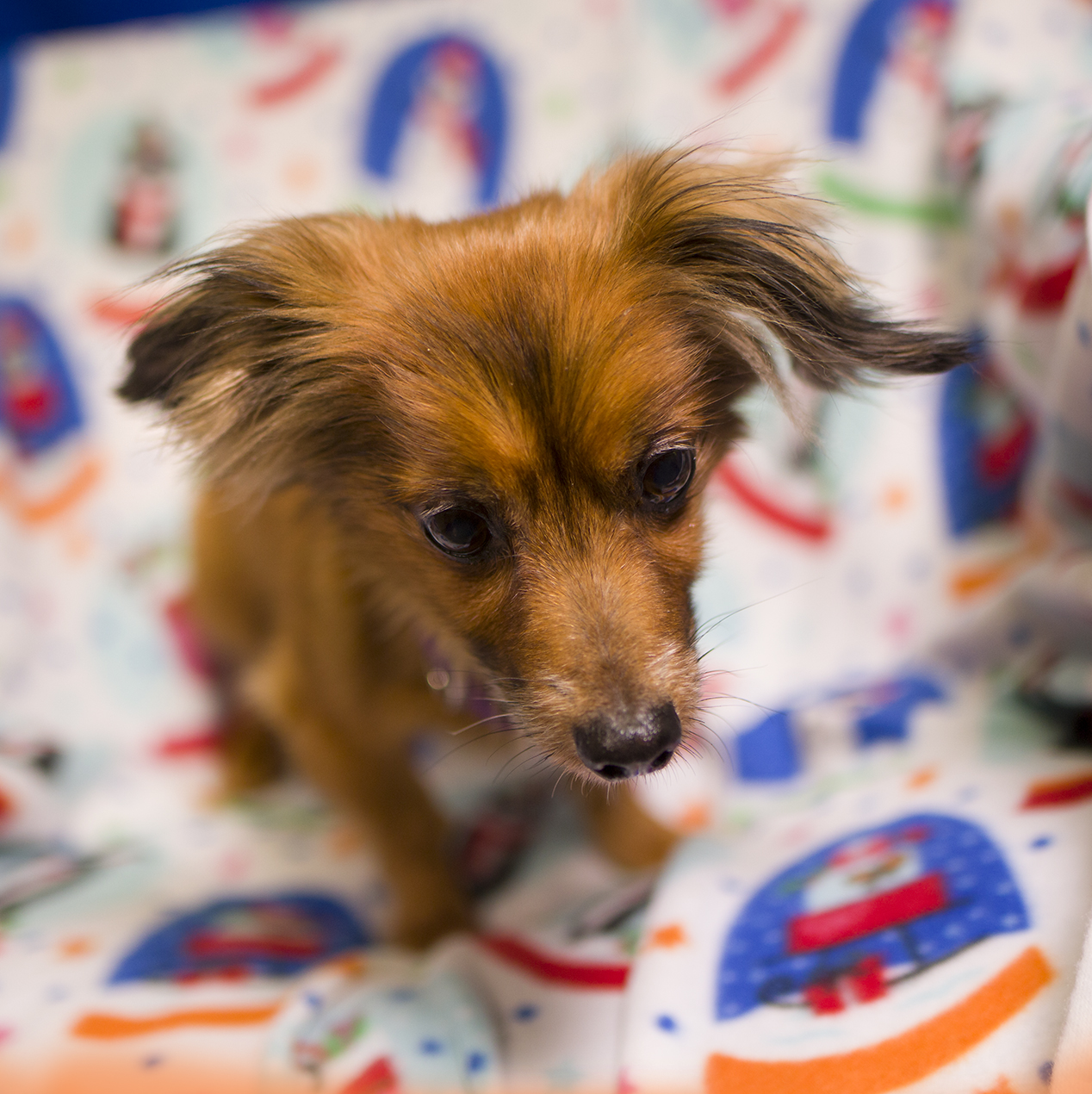 Shelter Dogs of Portland: "MUNCHKIN" little senior longhaired Doxie mix
