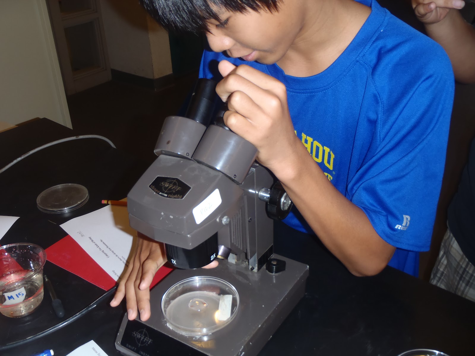 Mr. Jenkins' Summer 2012 Marine Biology Punahou School: Shrimp Lab