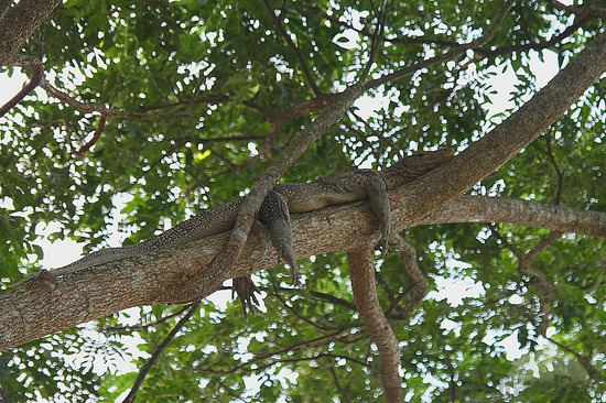 WOWFacts: Crocodiles can climb trees.