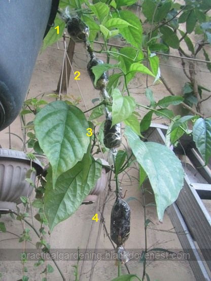 Practical Gardening: Easy Compound Marcotting or Air-Layering for Quick ...