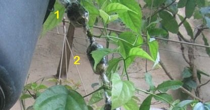 Practical Gardening: Easy Compound Marcotting or Air-Layering for Quick ...