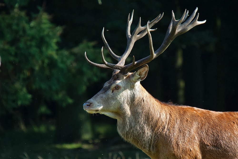 Die Natur um mich herum: Hirschbrunft 2013
