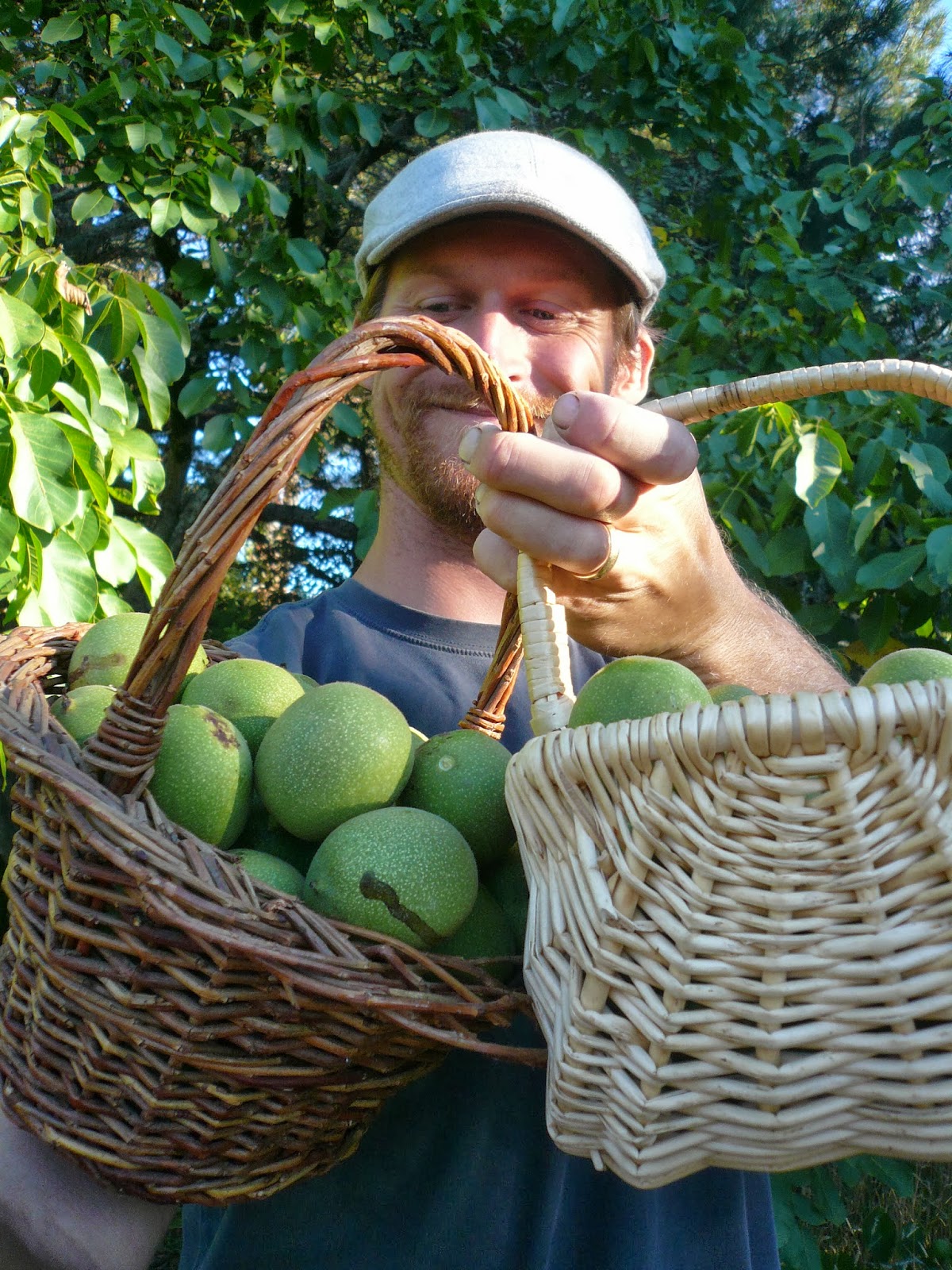 Countryman: Foraging California's Wild Side: Go Nuts: Part 1- Almonds ...