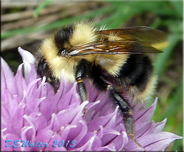 The Home Bug Garden: Bumbling with Bombus: Chives, Bumblebees & Corrections
