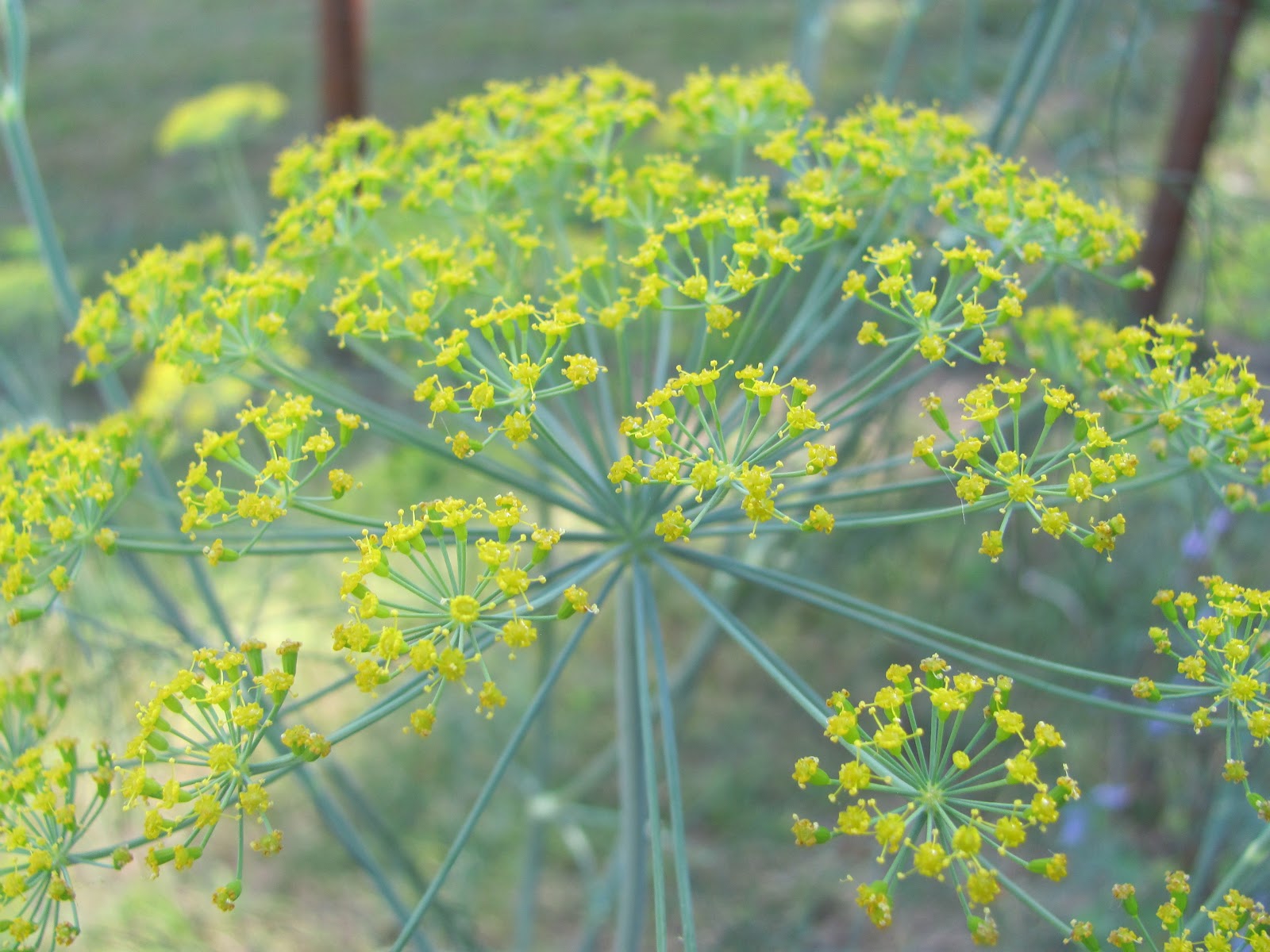 Eudlo Seed Savers Group: September 2012