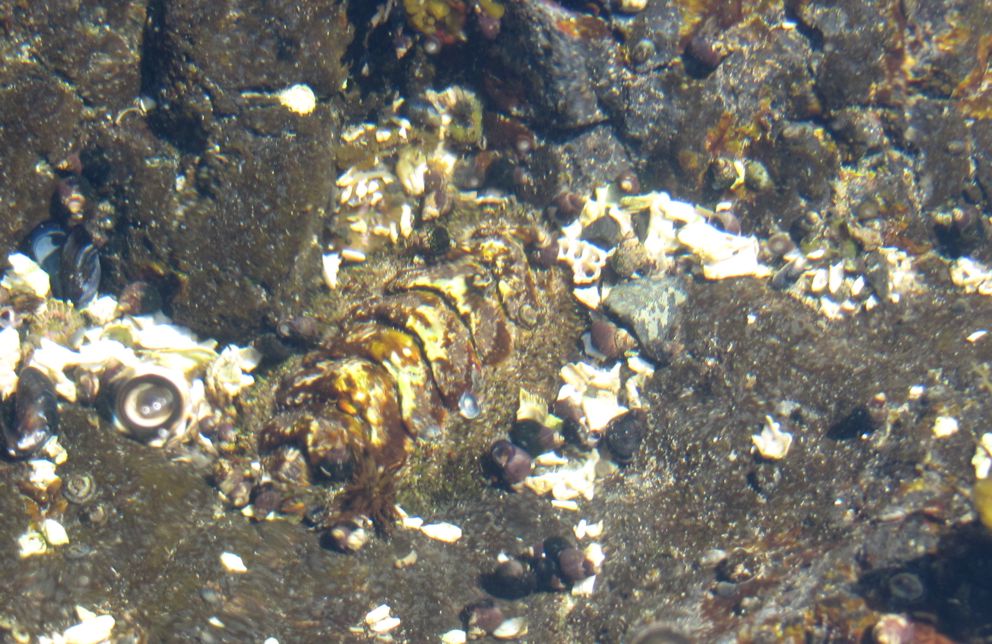 Charismatic Microfauna: Newport, Oregon: Rocky Intertidal