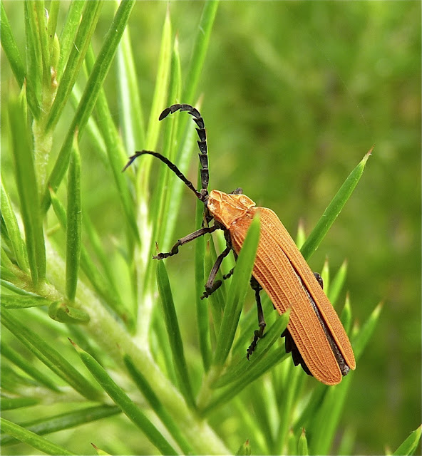 Pieces of Contentment: Timeless