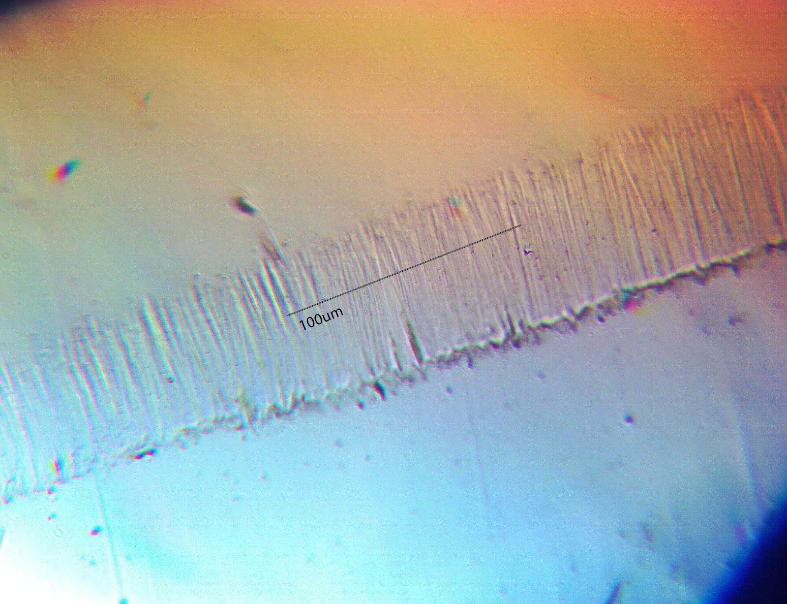 Lapped and Un-lapped Micro-Fine Stones at 800x – Wicked Edge Precision ...