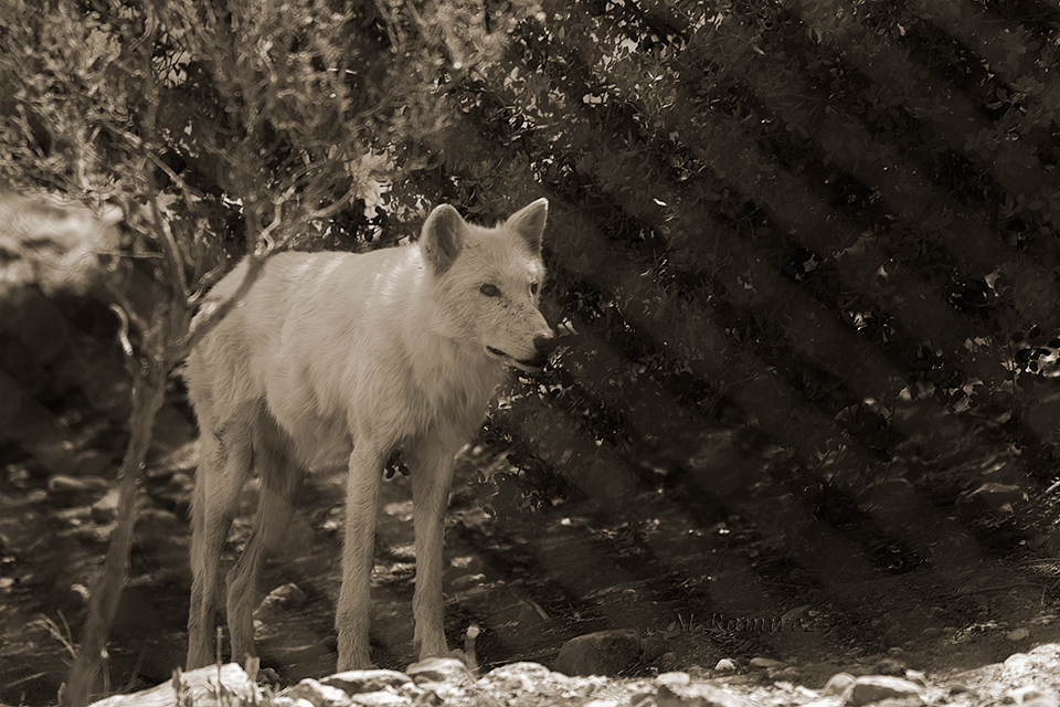 SENDEROS DE LUZ: LOBO DE ALASKA