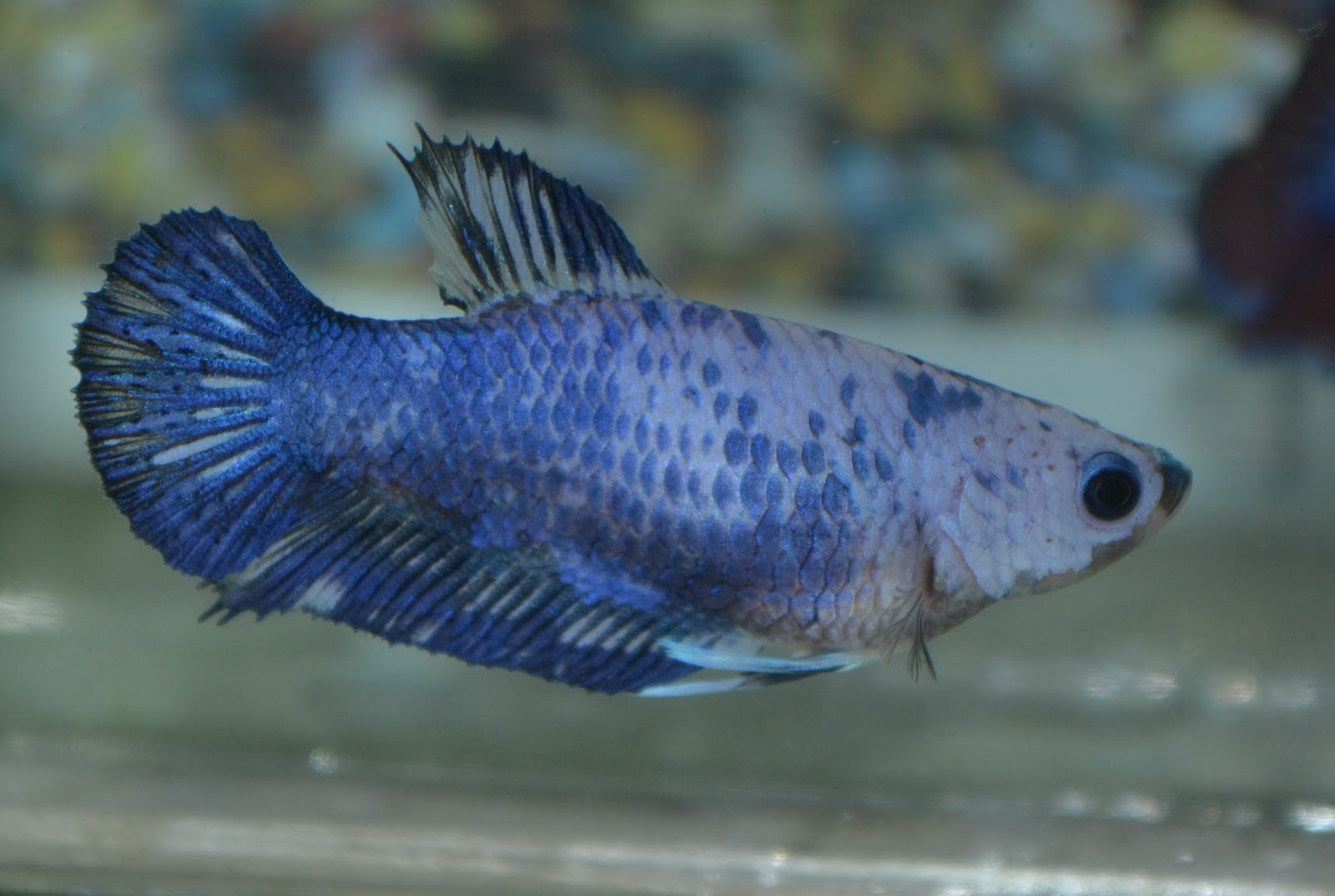 Betta Fish Afira: Betta HMPK 23 AUG 2012 FEMALE FANCY