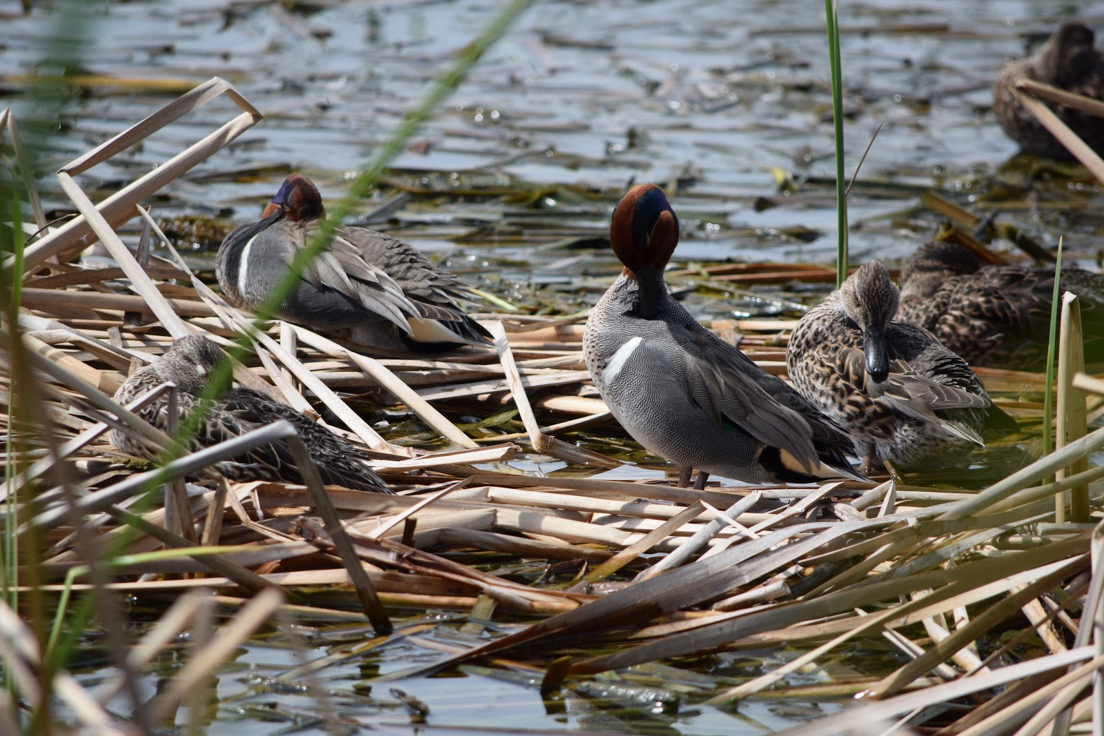Natural Weekends - Migrating Birds In Texas - The Soundings