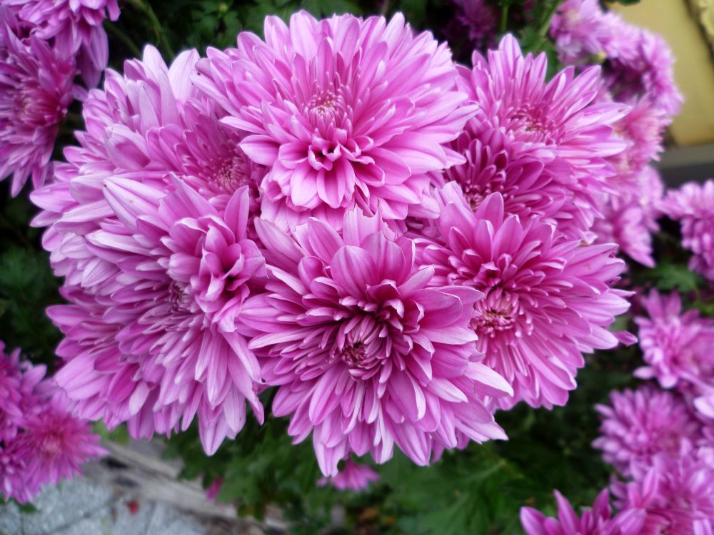 Cara Budidaya Bunga Krisan ~ Chrysanthemum morifolium