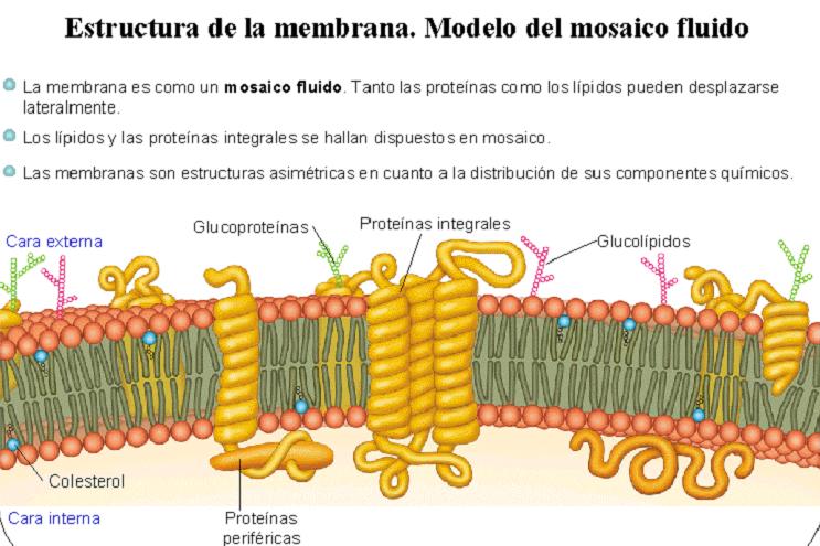 Biologia celular y molecular UG: MODELOS DE LA MEMBRANA CELULAR