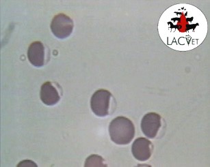 Patologia Clínica Veterinária: Atlas