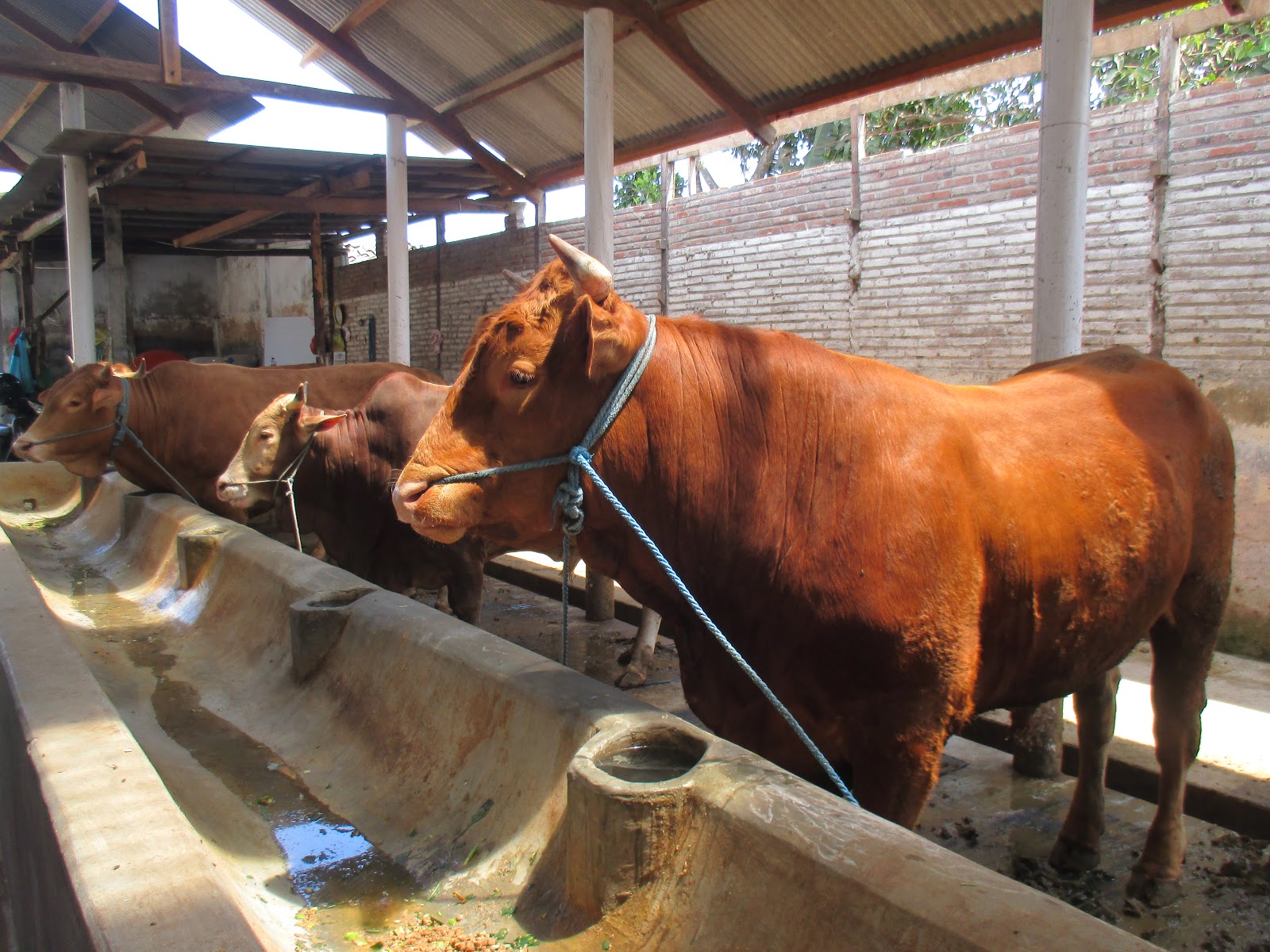 Godhong Ijo: Berat Sapi Meningkat 2 Kg /Hari