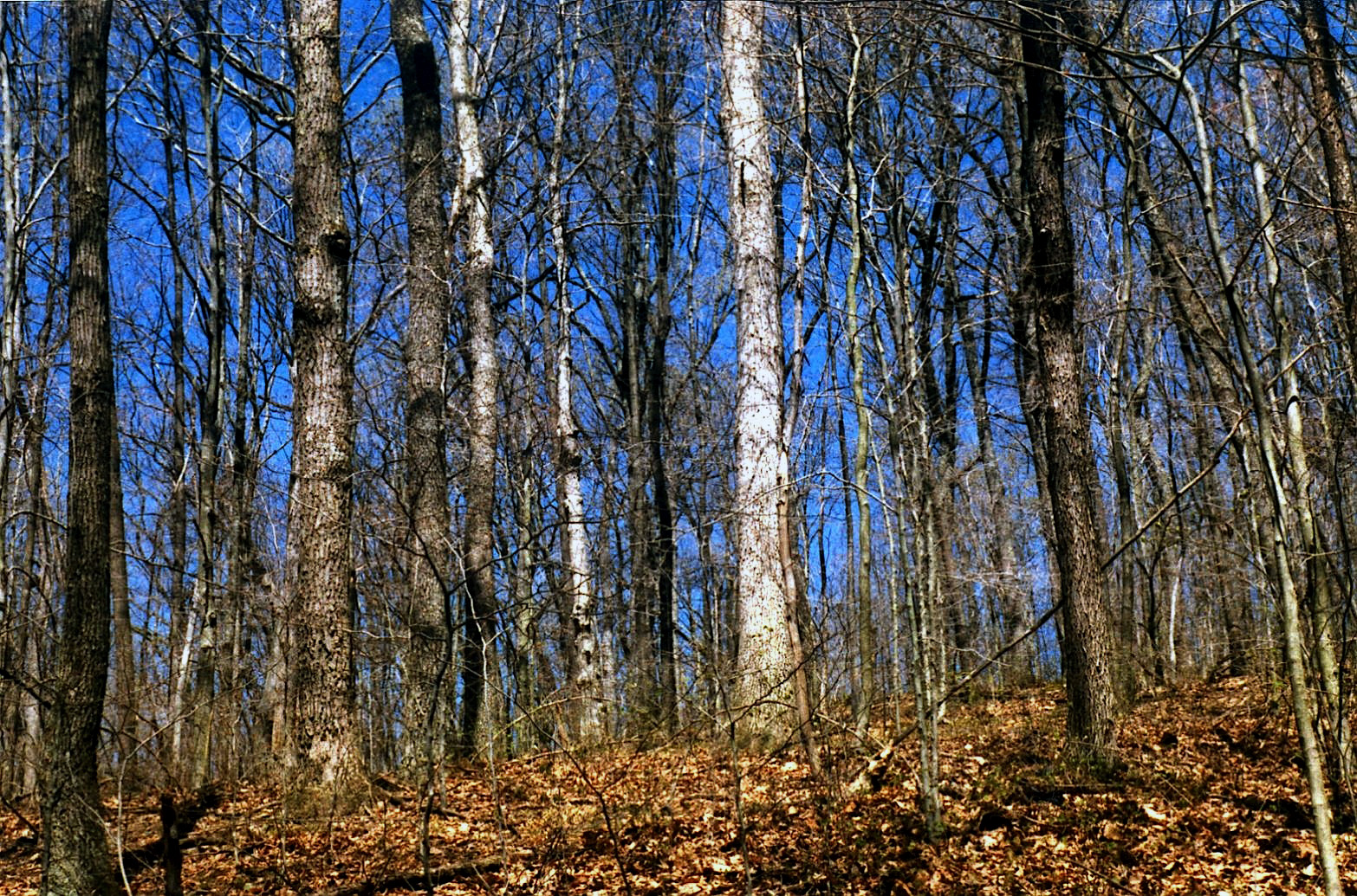 Field Biology in Southeastern Ohio: Log Cabin Hollow and Forest Ecology