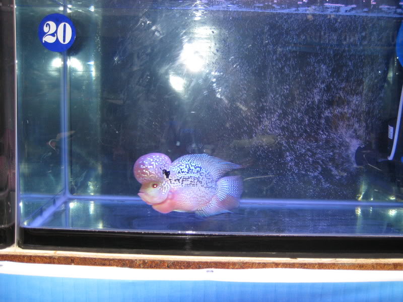 Flowerhorn The Hybrid Cichlids: King Kamfa - Vietnam hottest fh