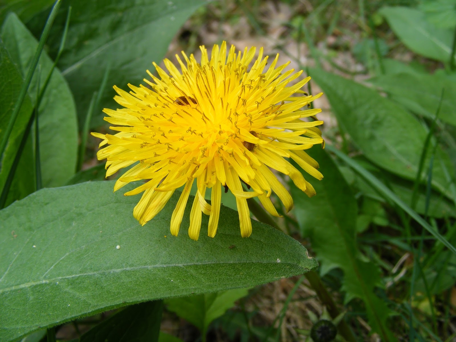 Calatoriile Mariei: O scurta calatorie prin Padurea Trivale, dupa Paste