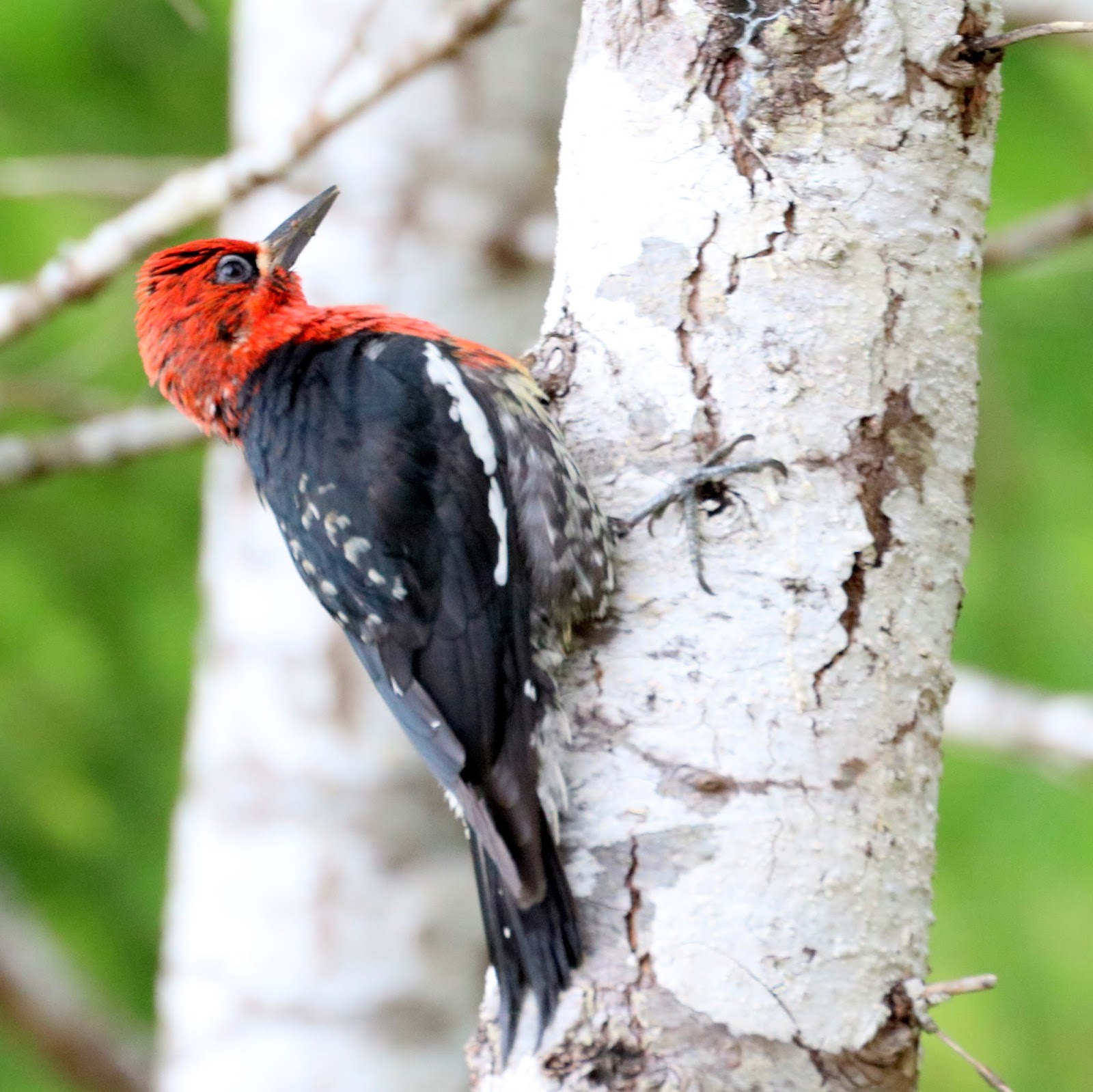 PhotoTonyG: Yellow bellied sap sucker