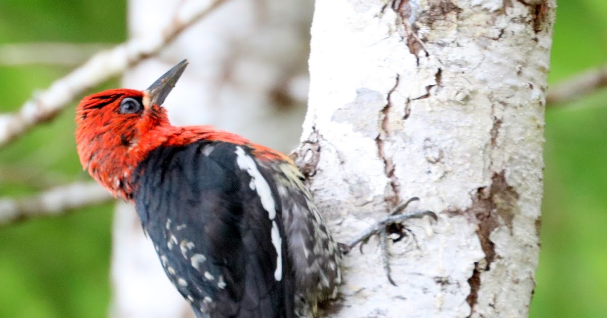 PhotoTonyG: Yellow bellied sap sucker