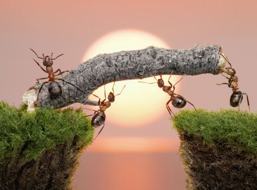 Ants one of the strongest animals worldwide | general culture