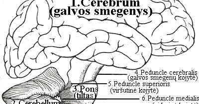 Smegenys kitaip : Galvos smegenys: smegenų dalys ir smegenų centrai