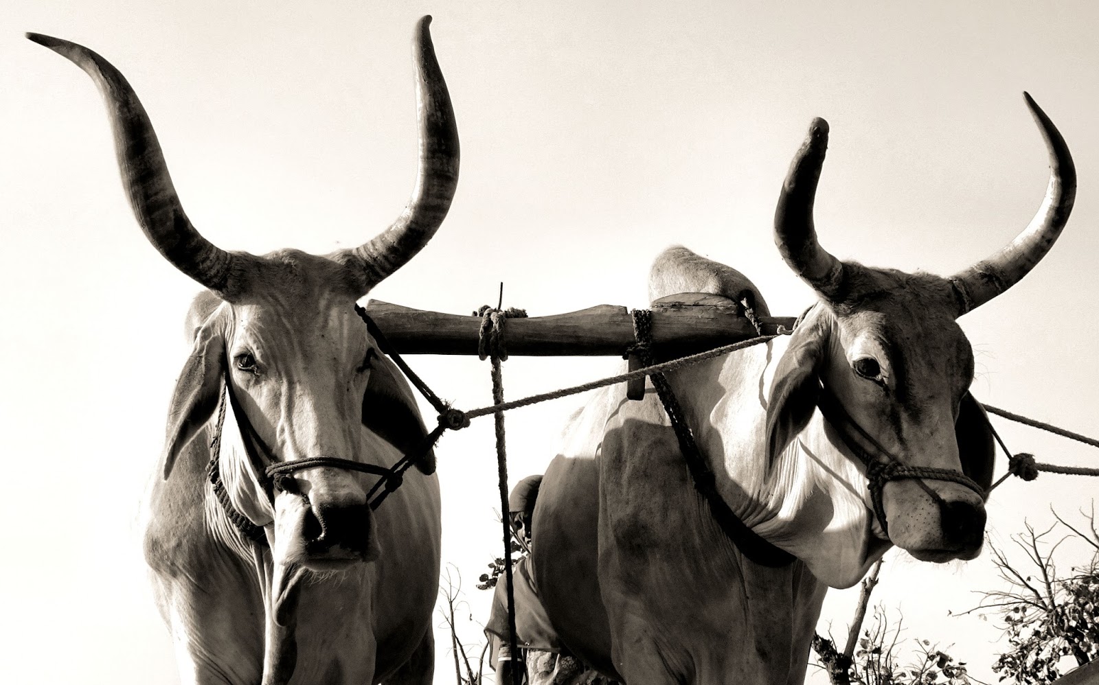 The estetic of senses!: "La Roue persane" croisée sur la route vers ...