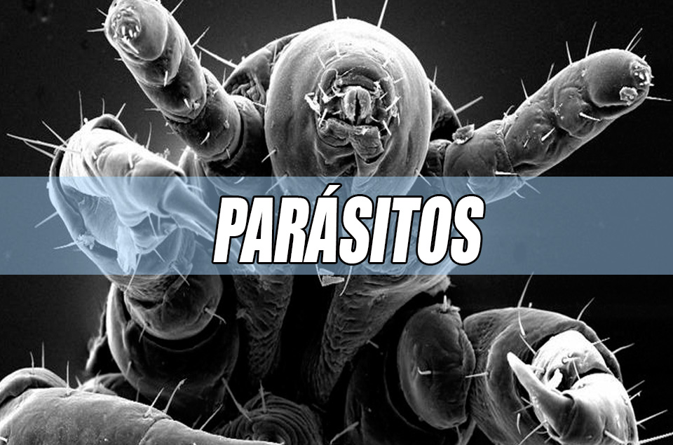 INFECCION POR PARÁSITOS ~ ENFERMEDICOS MX