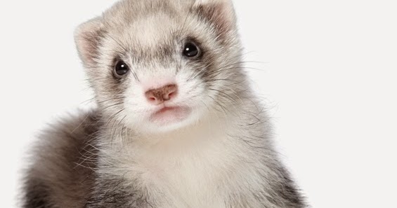David Germain's blog: Ferret studies