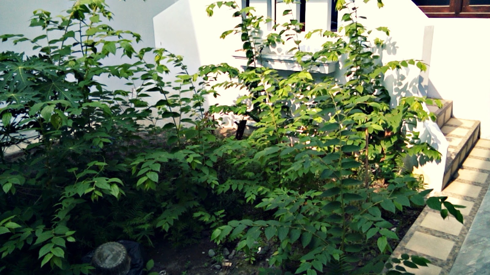 Pohon Kersen atau Talok si Rimbun dan Penyejuk Rumah yang Banyak ...