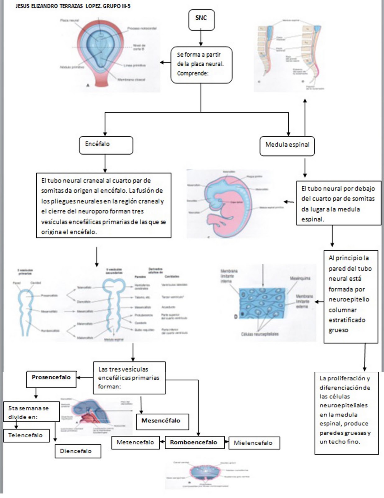 FISIOLOGÍA: ORIGEN EMBRIONARIO DEL SN