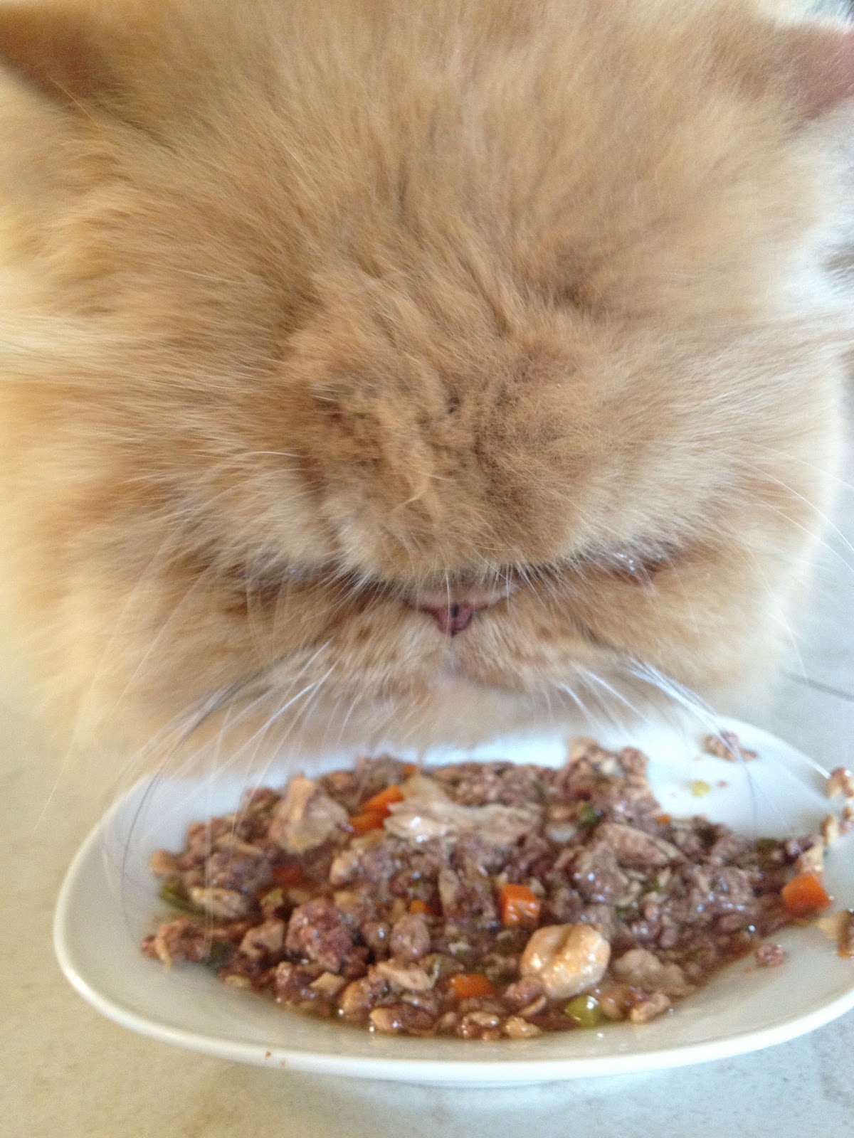 Things to Ponder: Owen Loves Delectable Delights Cat Stews