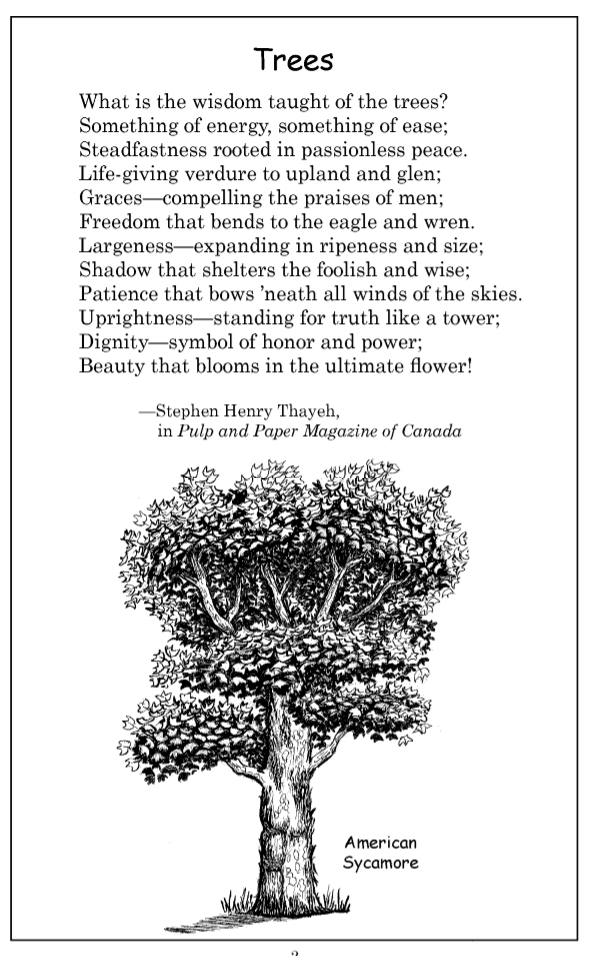 Scribbles and Everyday Miracles: Lovely as a Tree: Adventist Youth ...