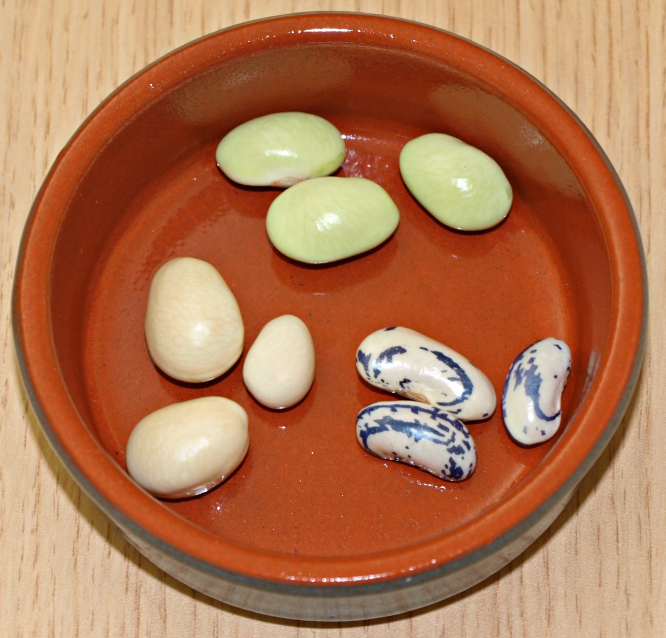 Mark's Veg Plot: Harvesting the "shelling" beans