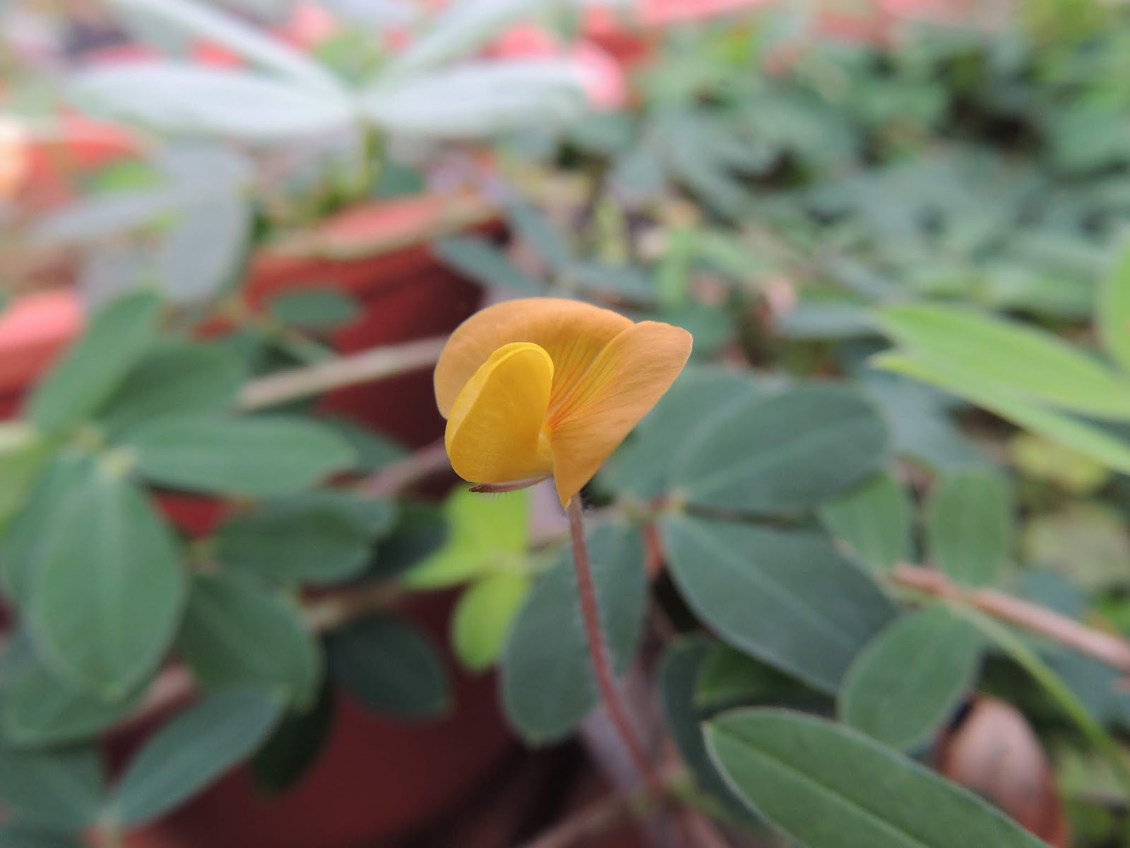 Fabaceae - Leguminosae no Brasil: maio 2018