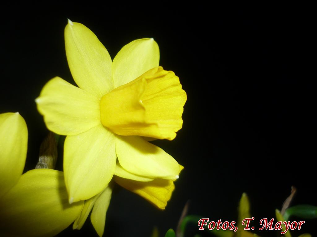 Flores y plantas silvestres: " Narcissus ". Narciso.